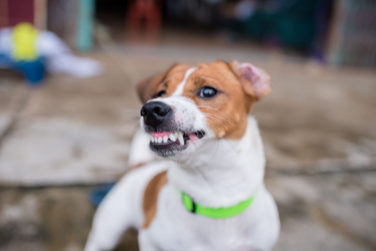 Who Is Responsible for Dog Attacks?